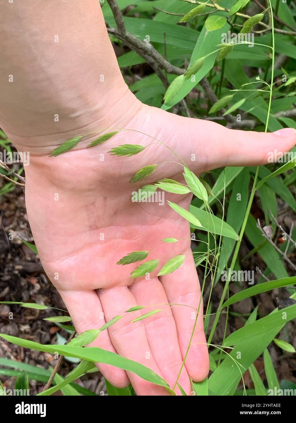 inland wood oats (Chasmanthium latifolium Stock Photo - Alamy