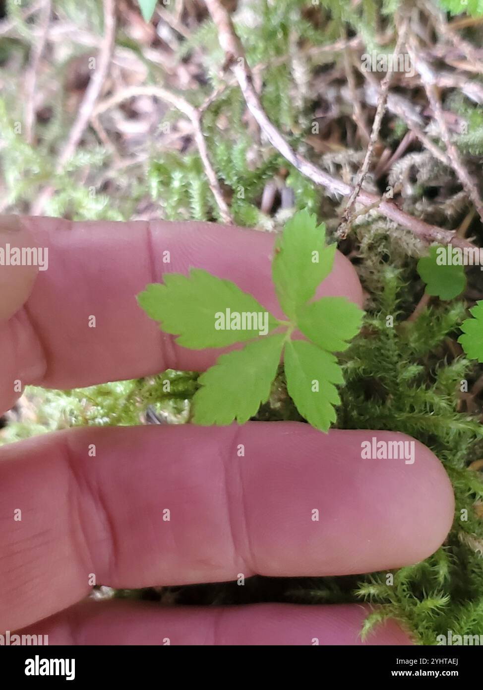 Five-leaf Dwarf Bramble (Rubus pedatus Stock Photo - Alamy