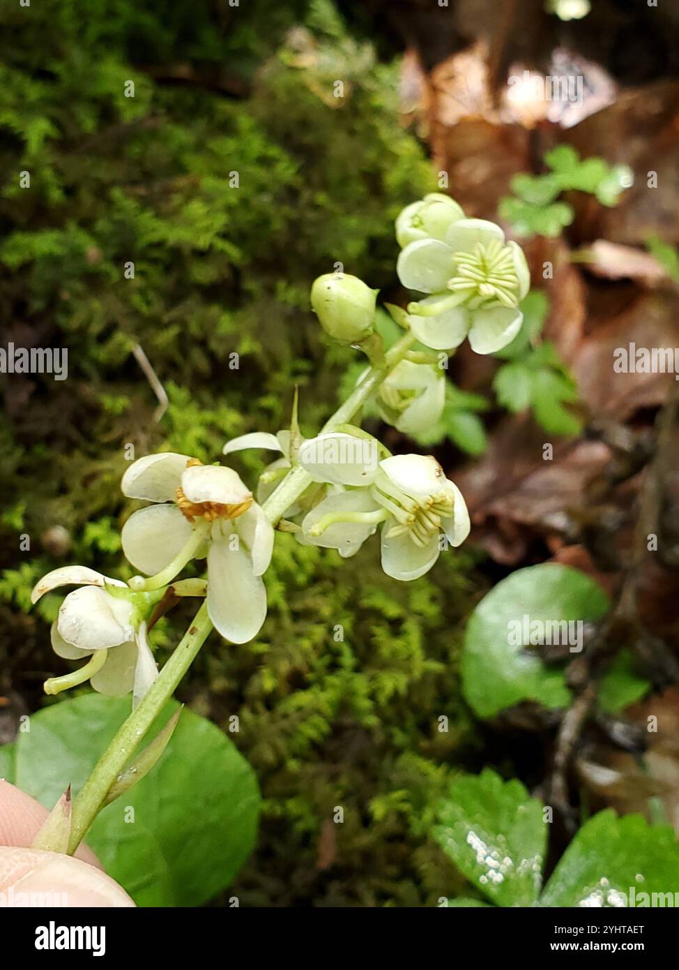 American wintergreen (Pyrola americana Stock Photo - Alamy