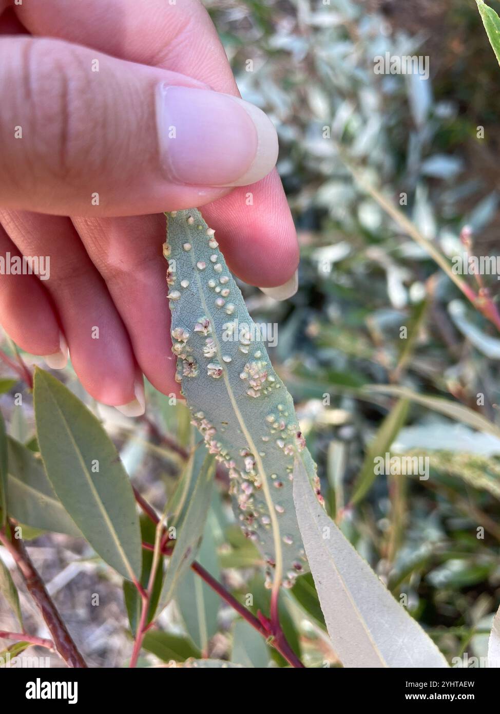 Willow Bead Gall Mite (Aculus tetanothrix Stock Photo - Alamy