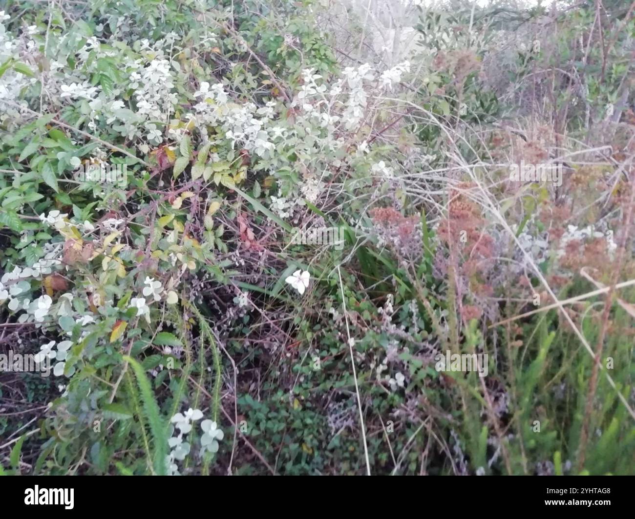 Small Fortnight Lily (Dietes iridioides Stock Photo - Alamy
