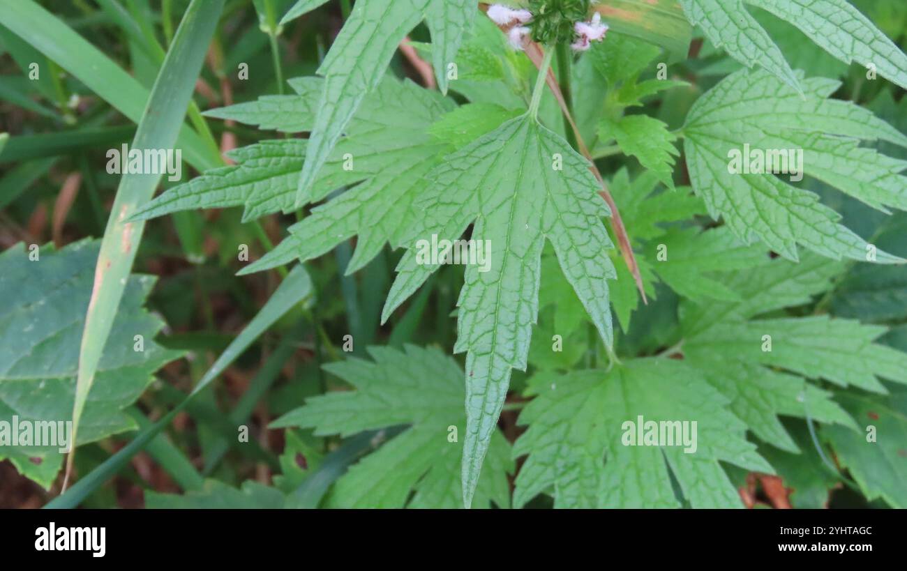 common motherwort (Leonurus cardiaca Stock Photo - Alamy