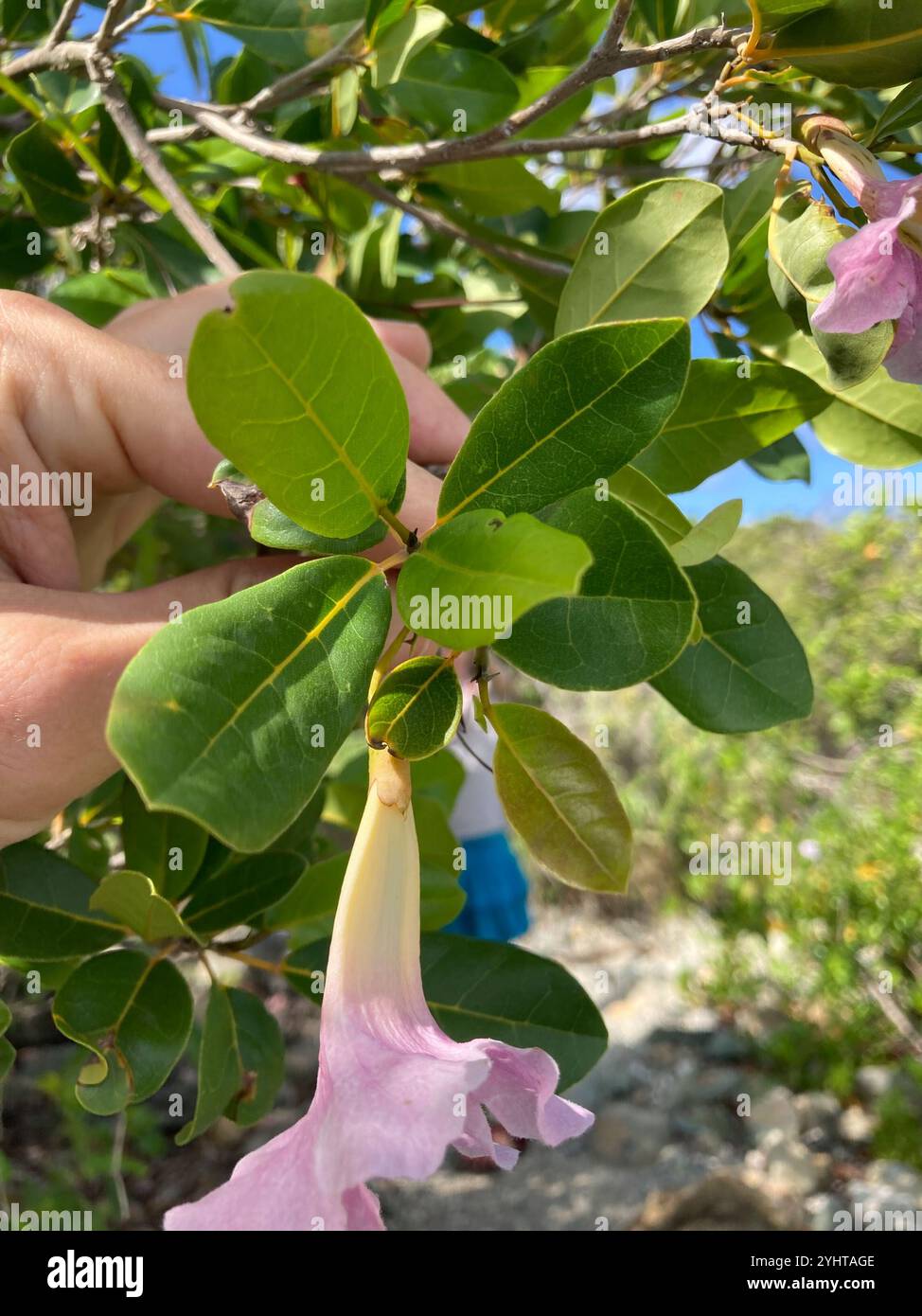 Pink Trumpet-tree (Tabebuia heterophylla Stock Photo - Alamy