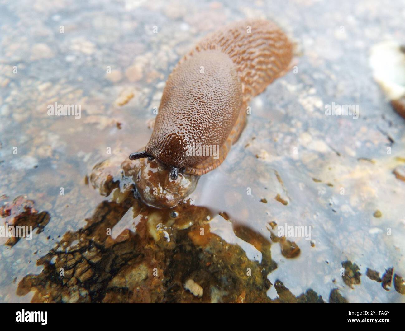 Arion Slugs (Arion Stock Photo - Alamy
