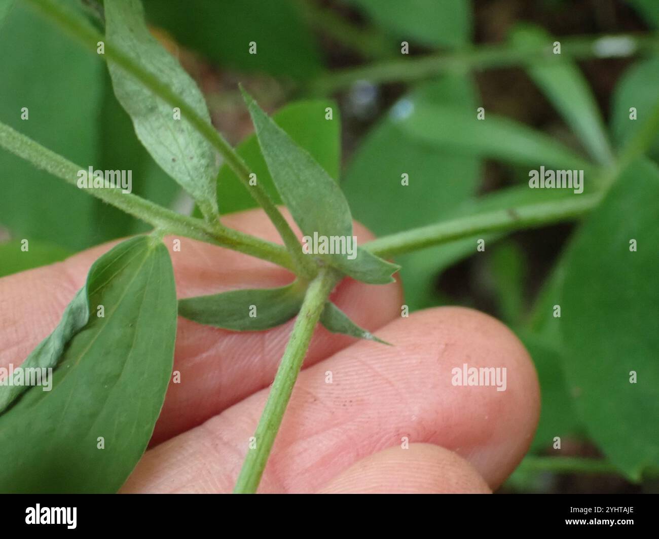 Sierra Nevada Peavine (Lathyrus nevadensis Stock Photo - Alamy