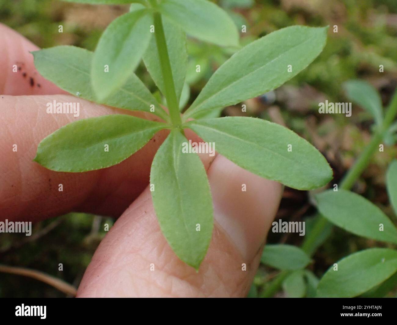 fragrant bedstraw (Galium triflorum Stock Photo - Alamy