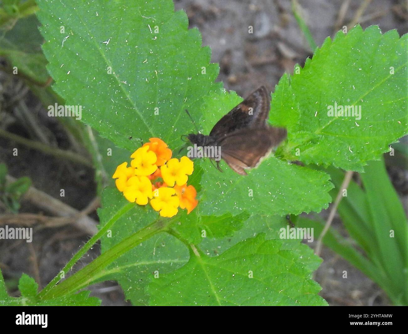 Invisus hi-res stock photography and images - Alamy