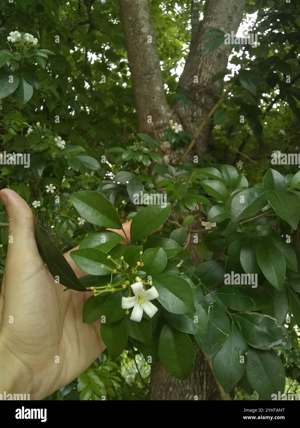 Orange Jasmine (Murraya paniculata Stock Photo - Alamy
