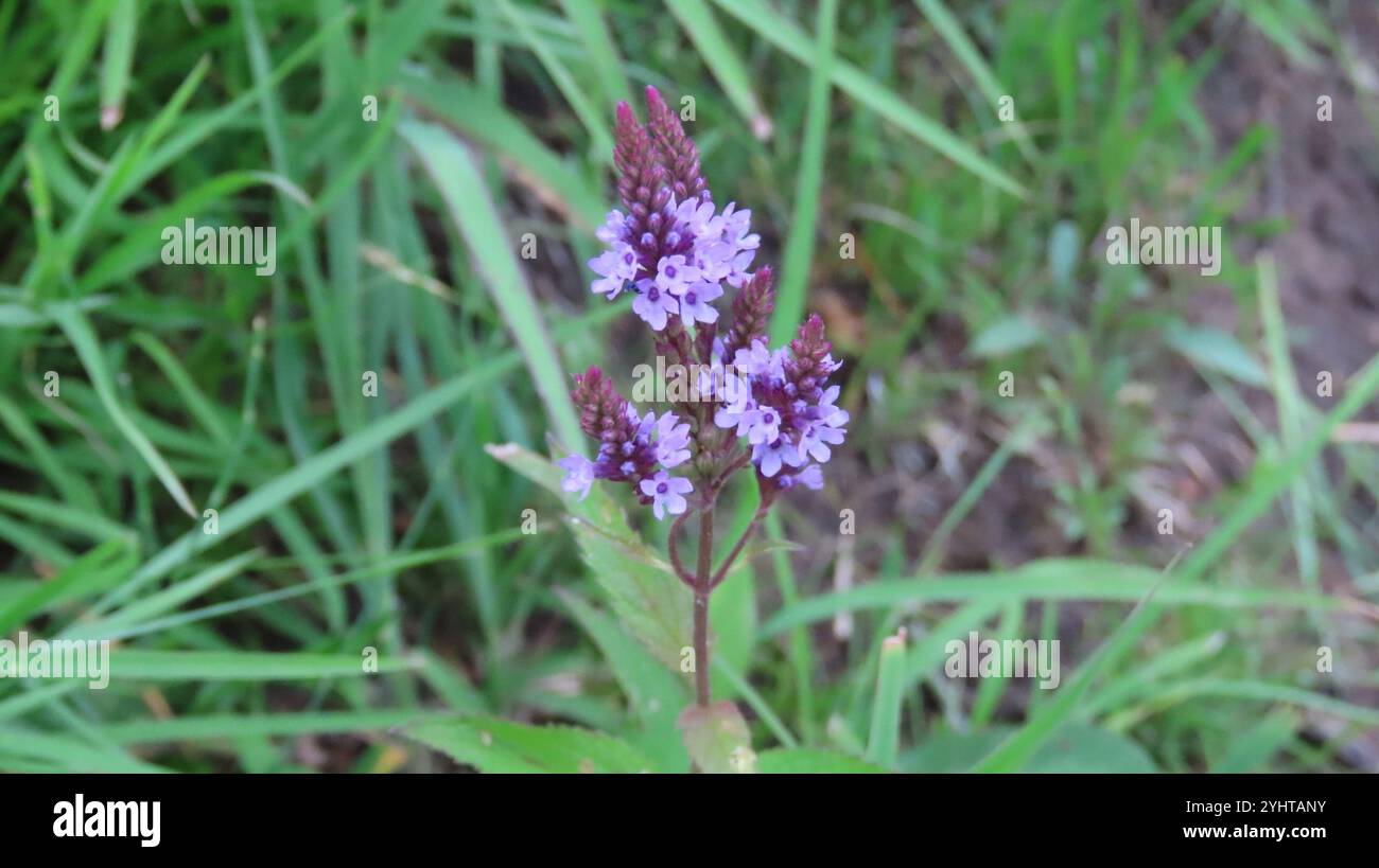 blue vervain (Verbena hastata Stock Photo - Alamy