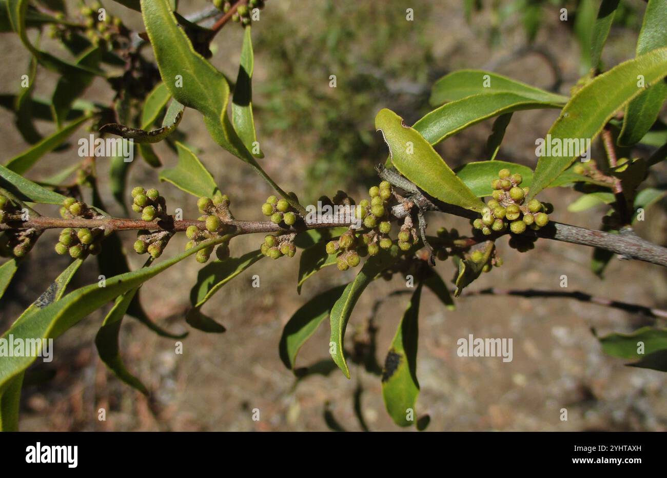 Magic Gwarrie (Euclea divinorum Stock Photo - Alamy