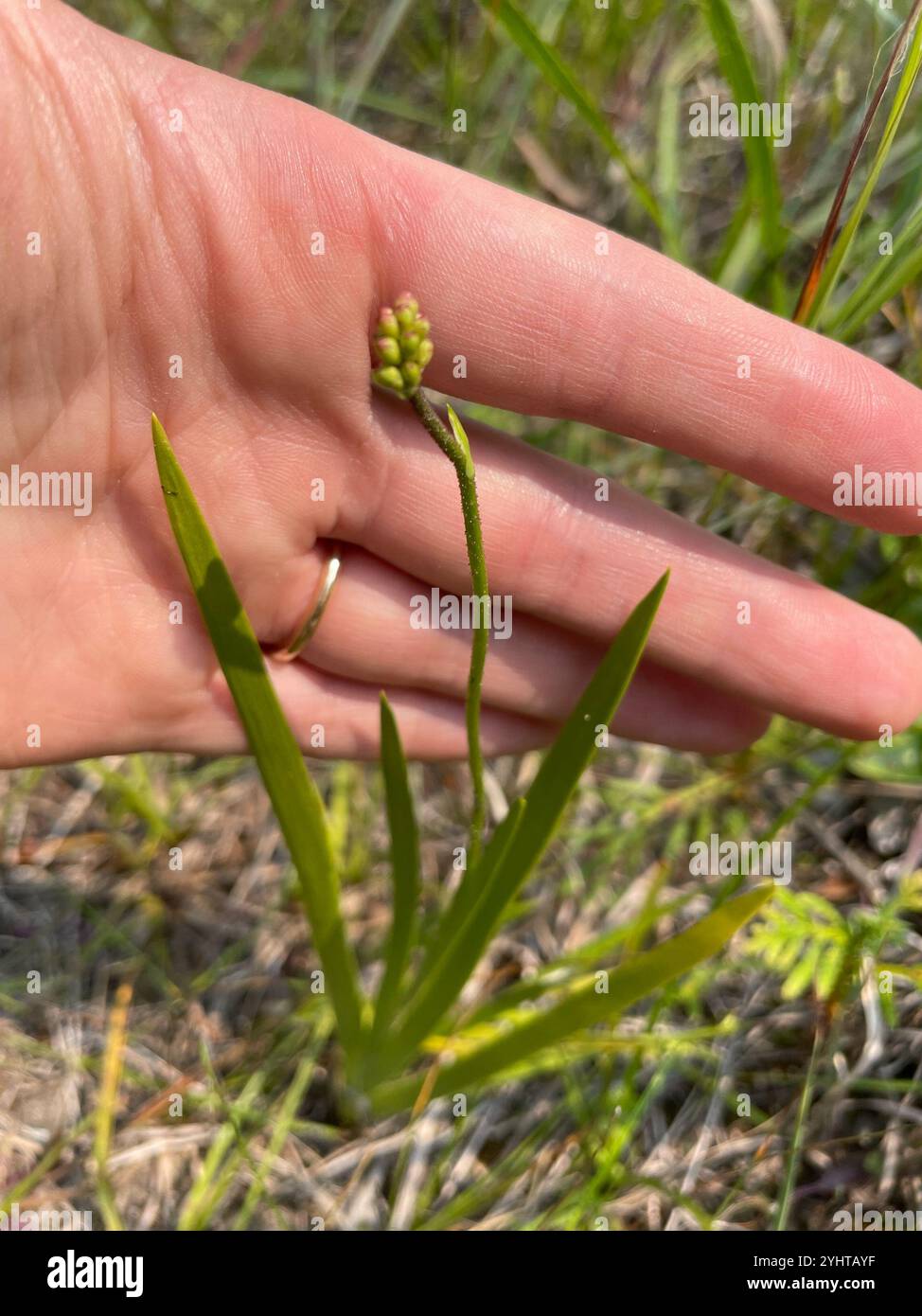 Sticky False Asphodel (Triantha glutinosa Stock Photo - Alamy