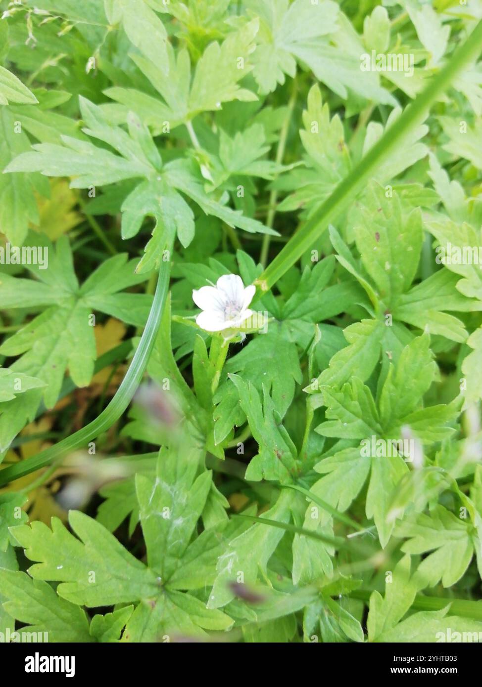 Siberian Crane's-bill (Geranium sibiricum Stock Photo - Alamy