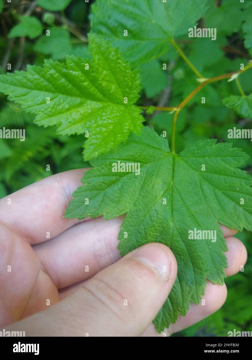 Pacific ninebark (Physocarpus capitatus Stock Photo - Alamy