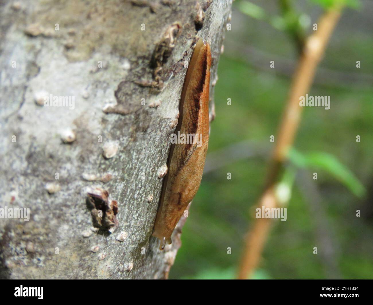 Reticulate Taildropper (Prophysaon andersonii Stock Photo - Alamy