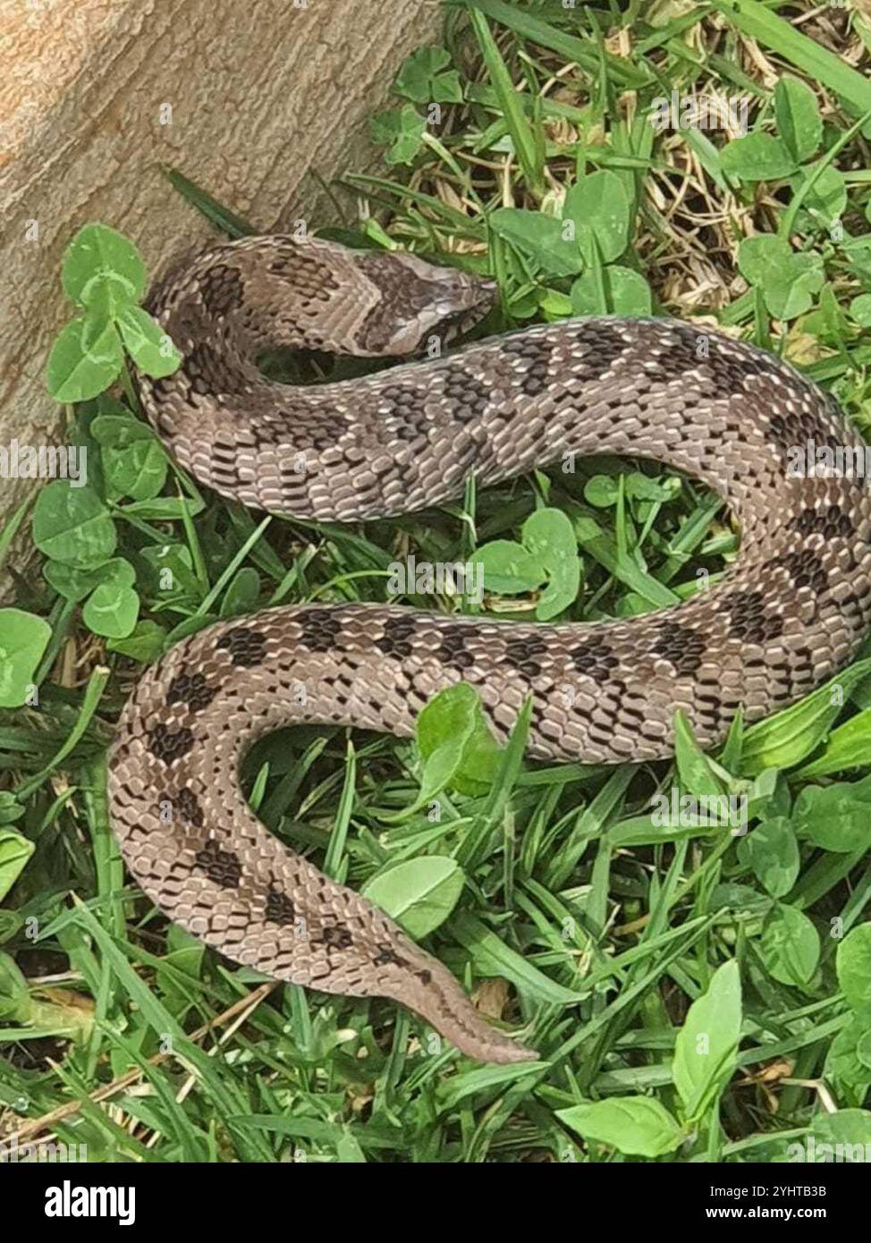 Snouted night adder hi-res stock photography and images - Alamy