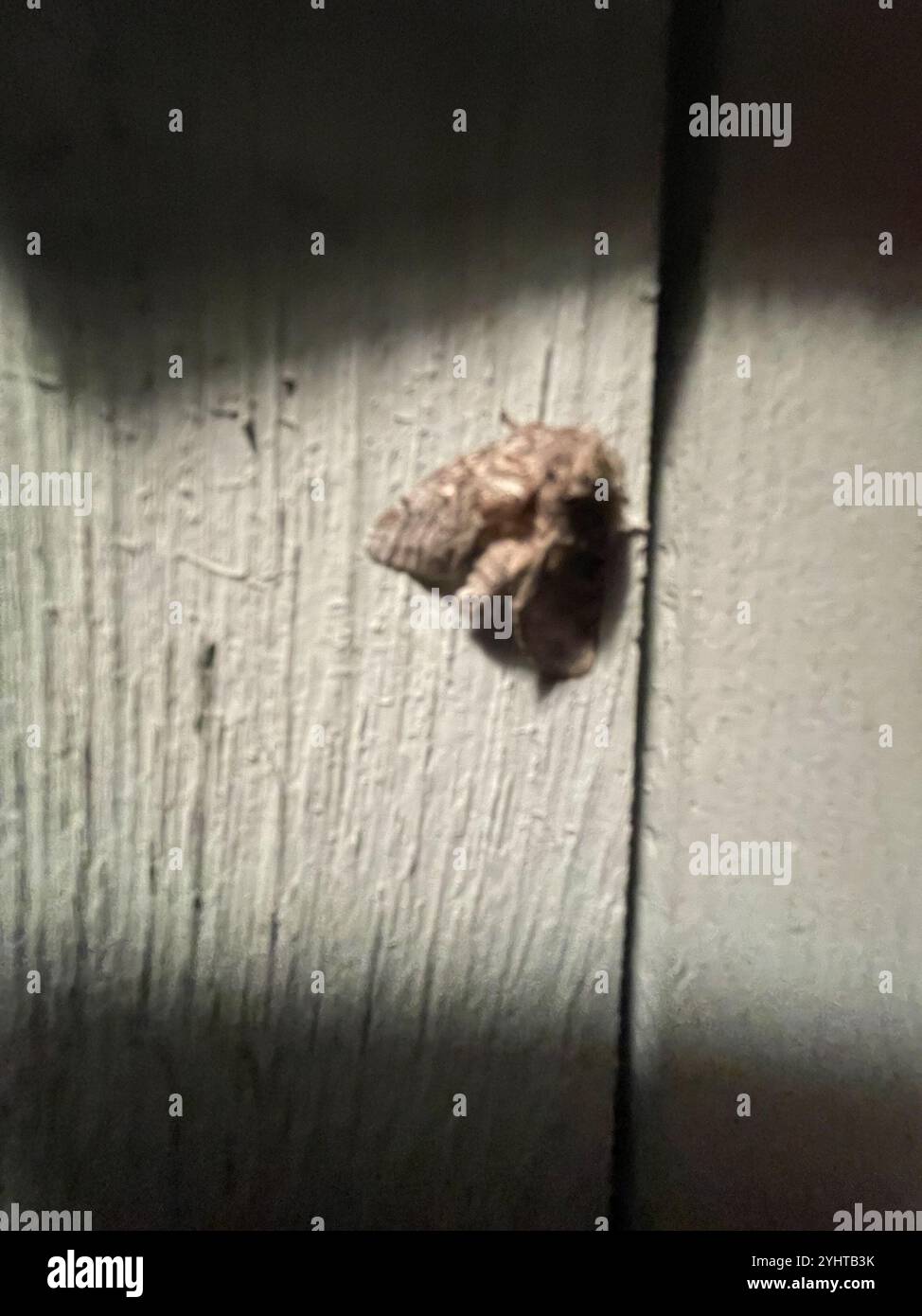 Brother Moth (Raphia frater Stock Photo - Alamy