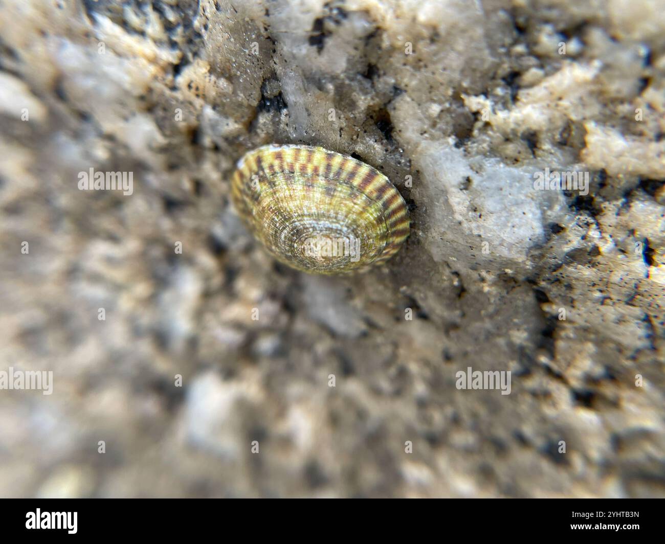 True Limpets (Patellogastropoda Stock Photo - Alamy