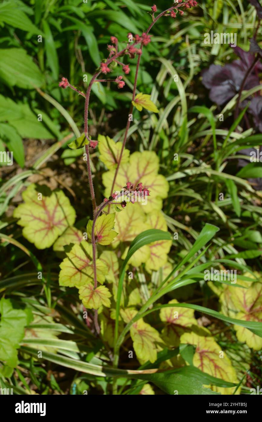American alumroot (Heuchera americana Stock Photo - Alamy