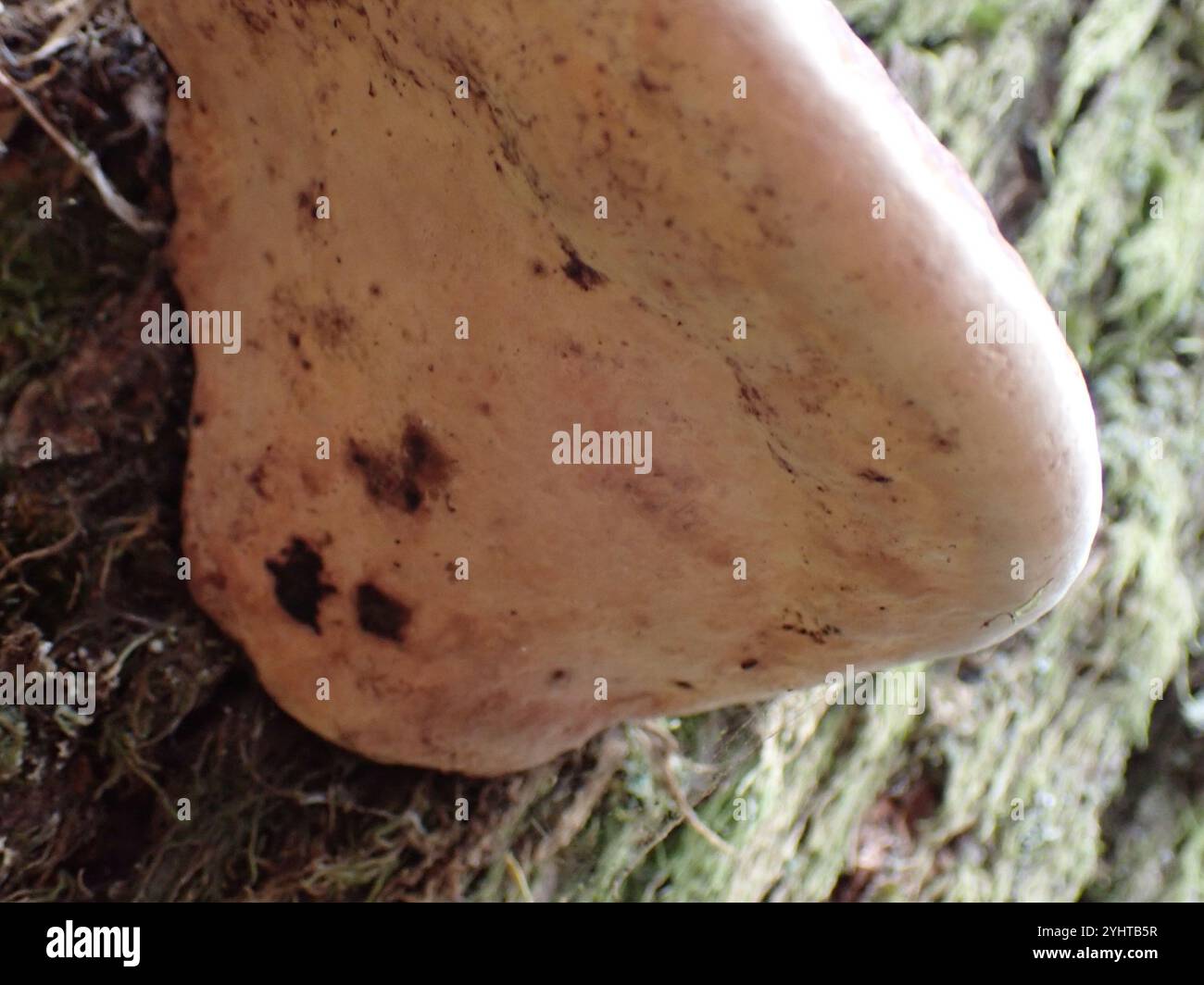 Red-banded Conks (Fomitopsis pinicola Stock Photo - Alamy