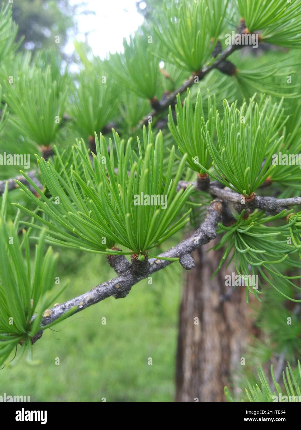 western larch (Larix occidentalis Stock Photo - Alamy