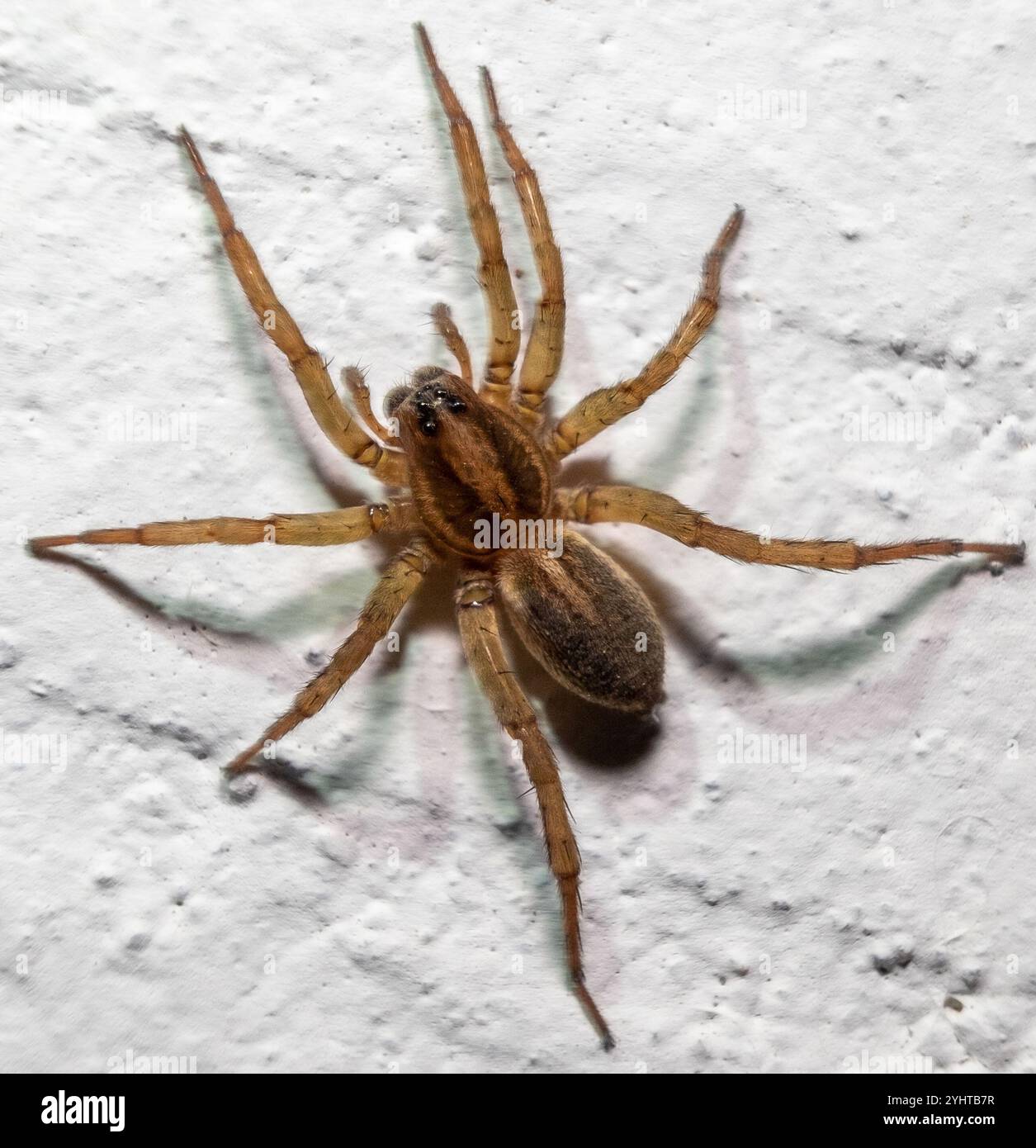 Rustic Wolf Spider (Trochosa ruricola Stock Photo - Alamy