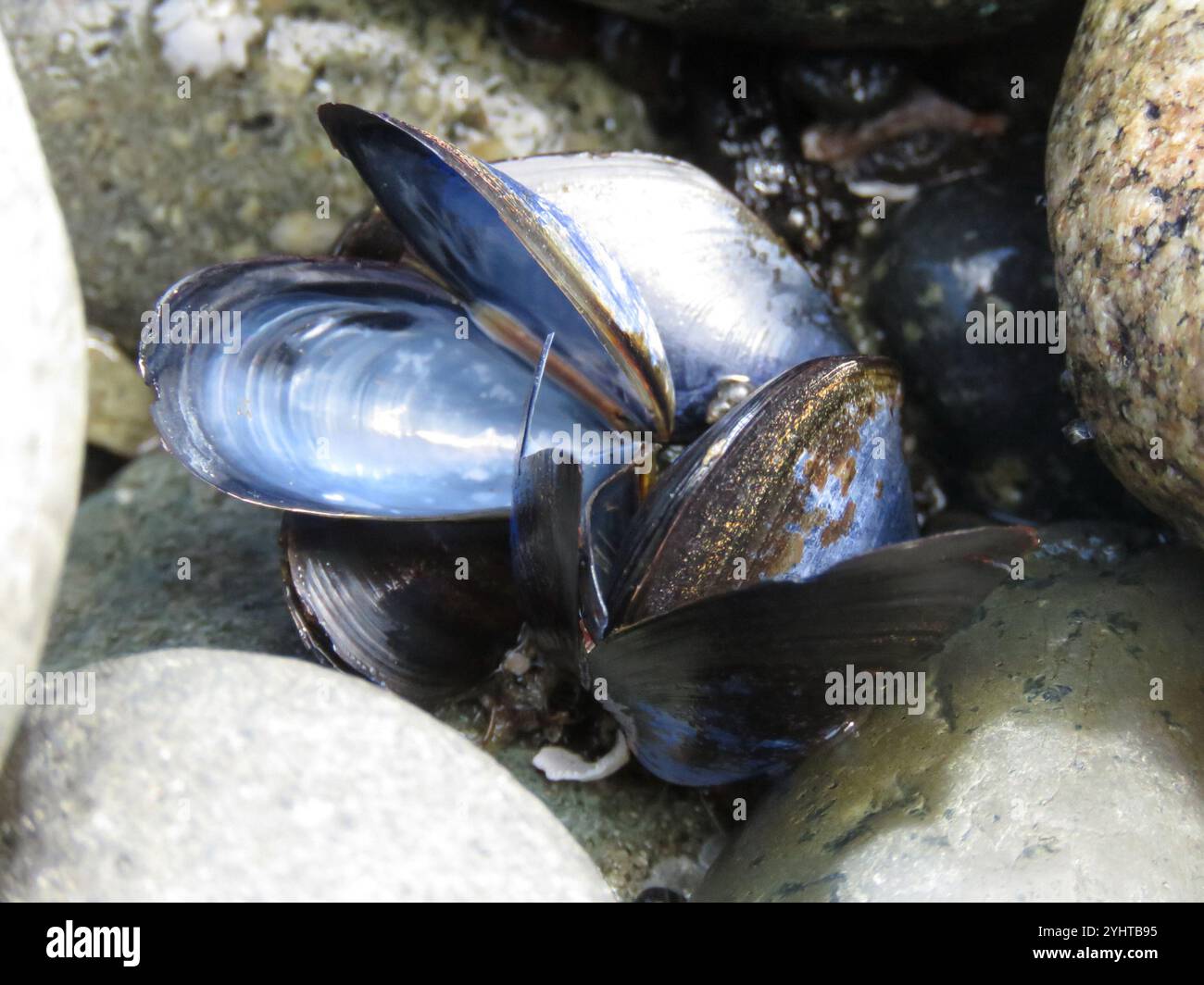 Blue Mussel Complex (Mytilus edulis Stock Photo - Alamy