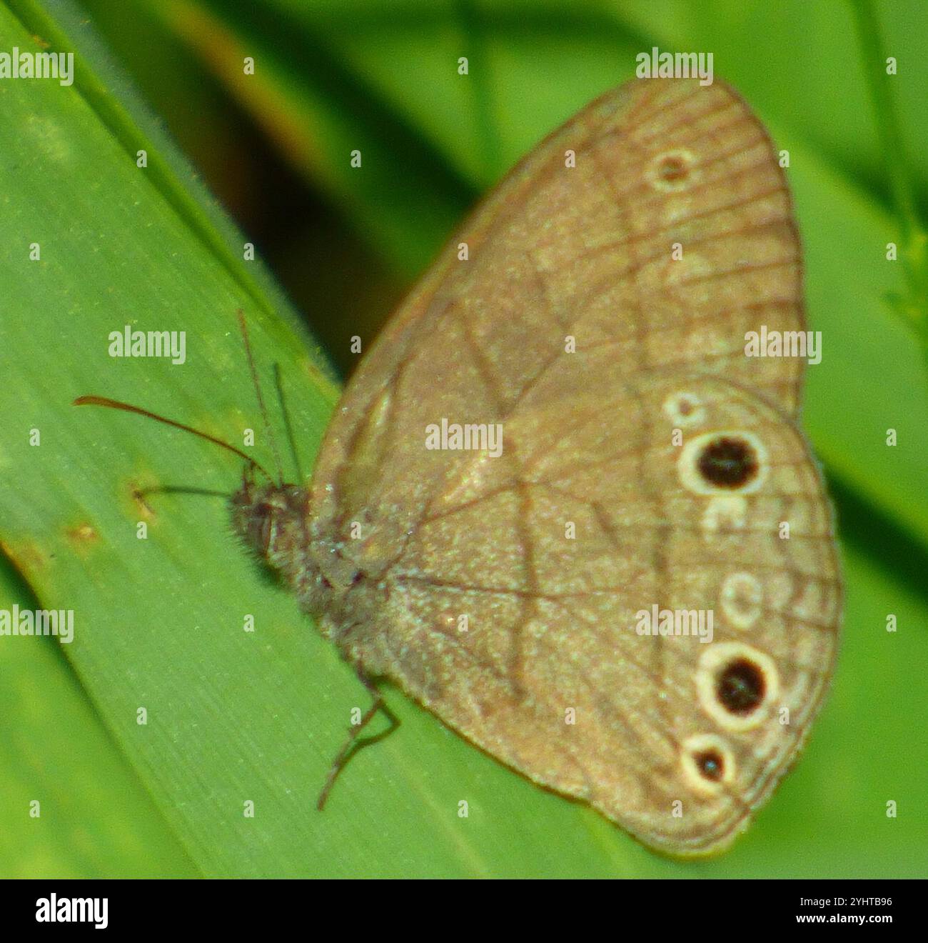 Carolina Satyr (Hermeuptychia sosybius Stock Photo - Alamy