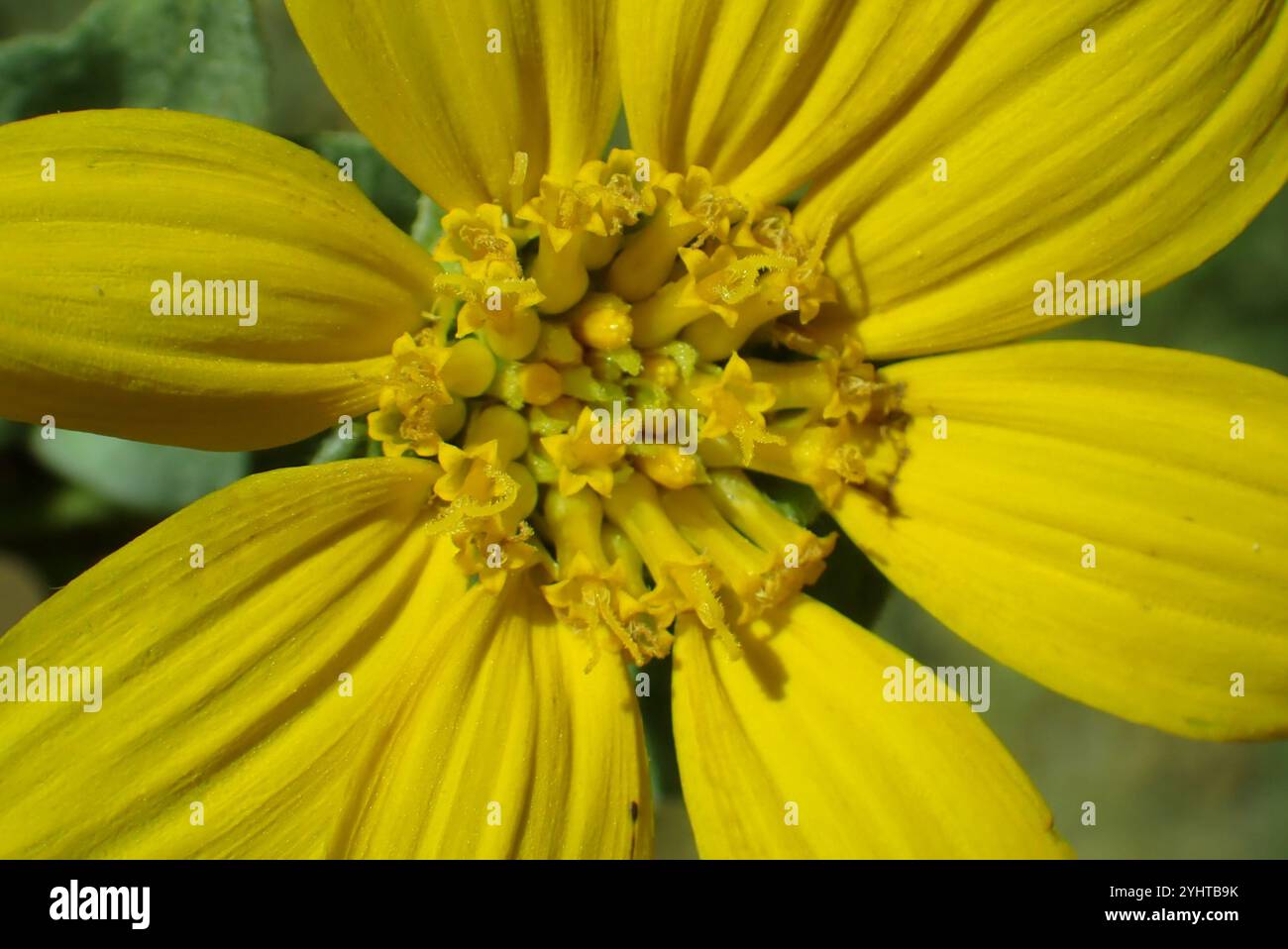 Woolly wyethia hi-res stock photography and images - Alamy