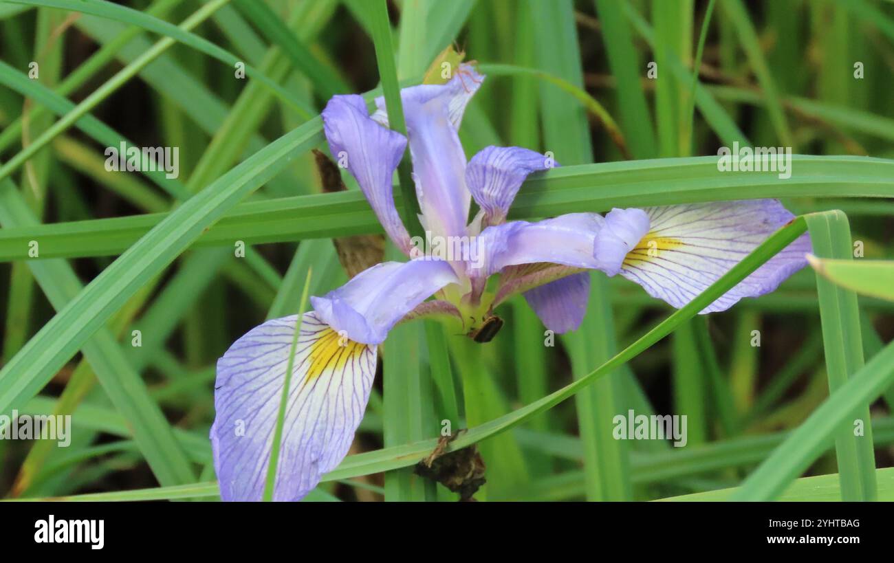 southern blue flag (Iris virginica Stock Photo - Alamy