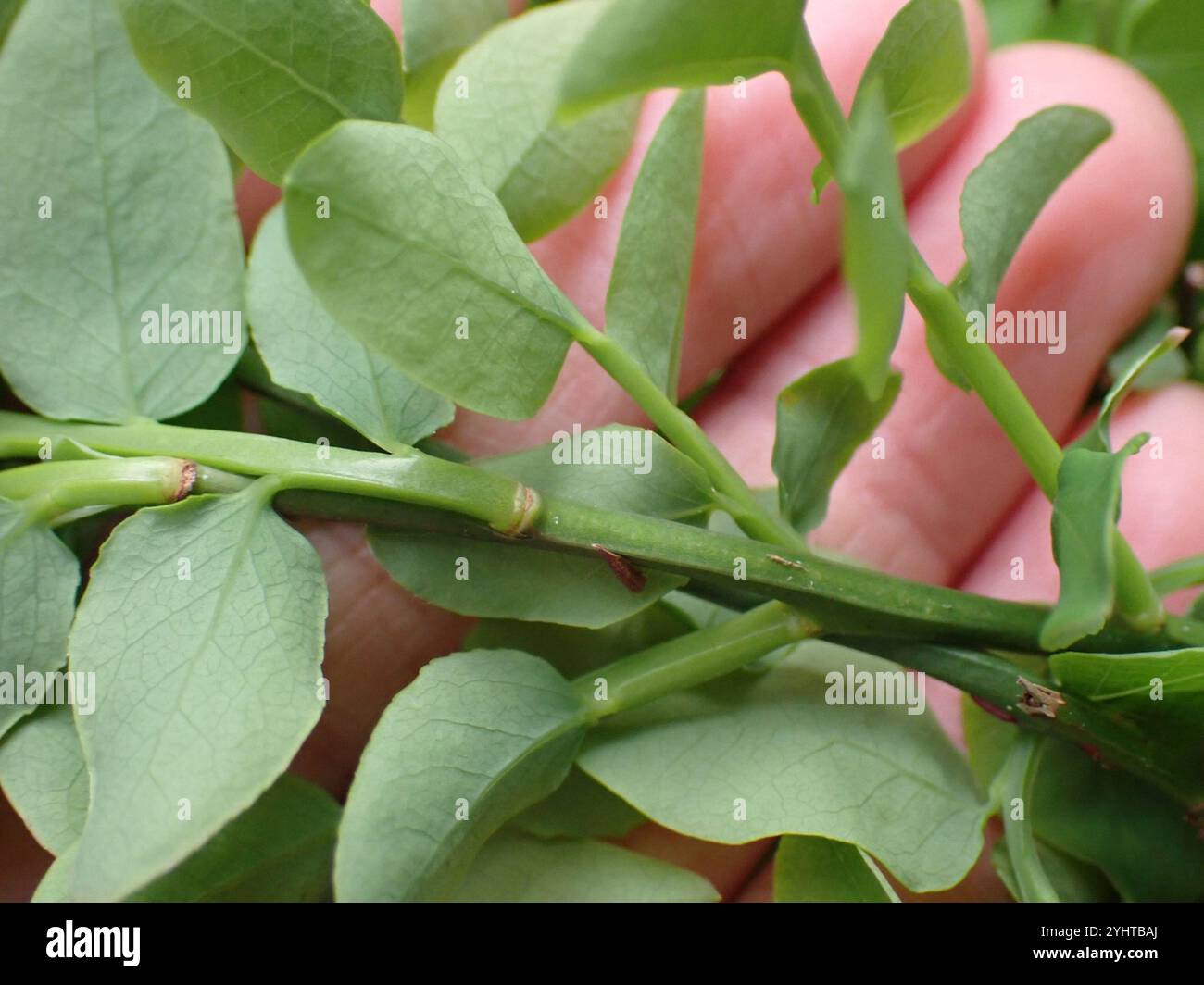 Red Huckleberry (Vaccinium parvifolium Stock Photo - Alamy