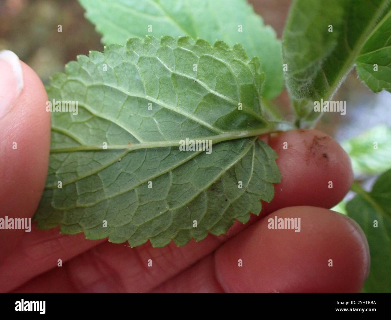 Coastal Hedge-nettle (Stachys chamissonis Stock Photo - Alamy