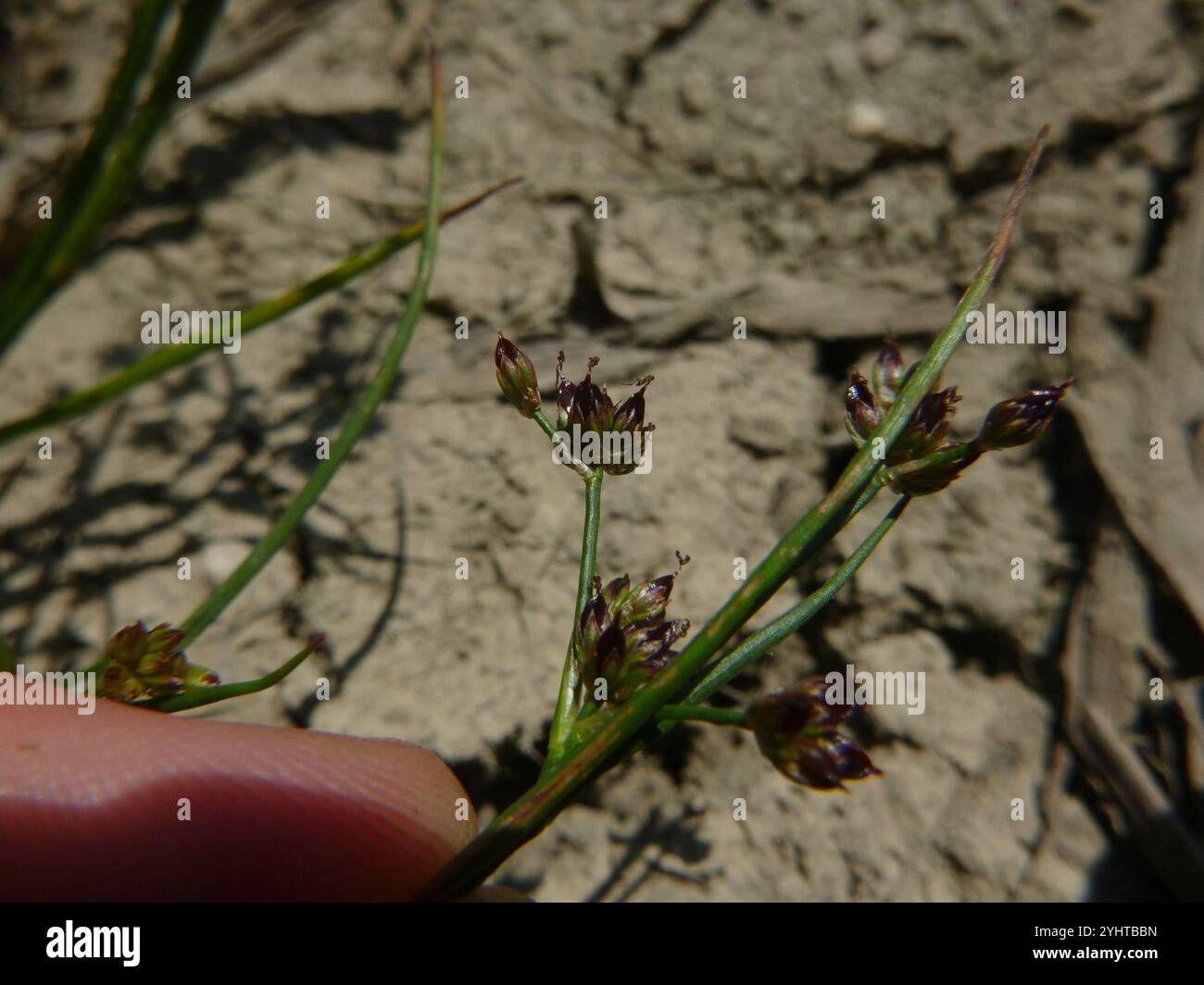 Jointed rush (Juncus articulatus Stock Photo - Alamy