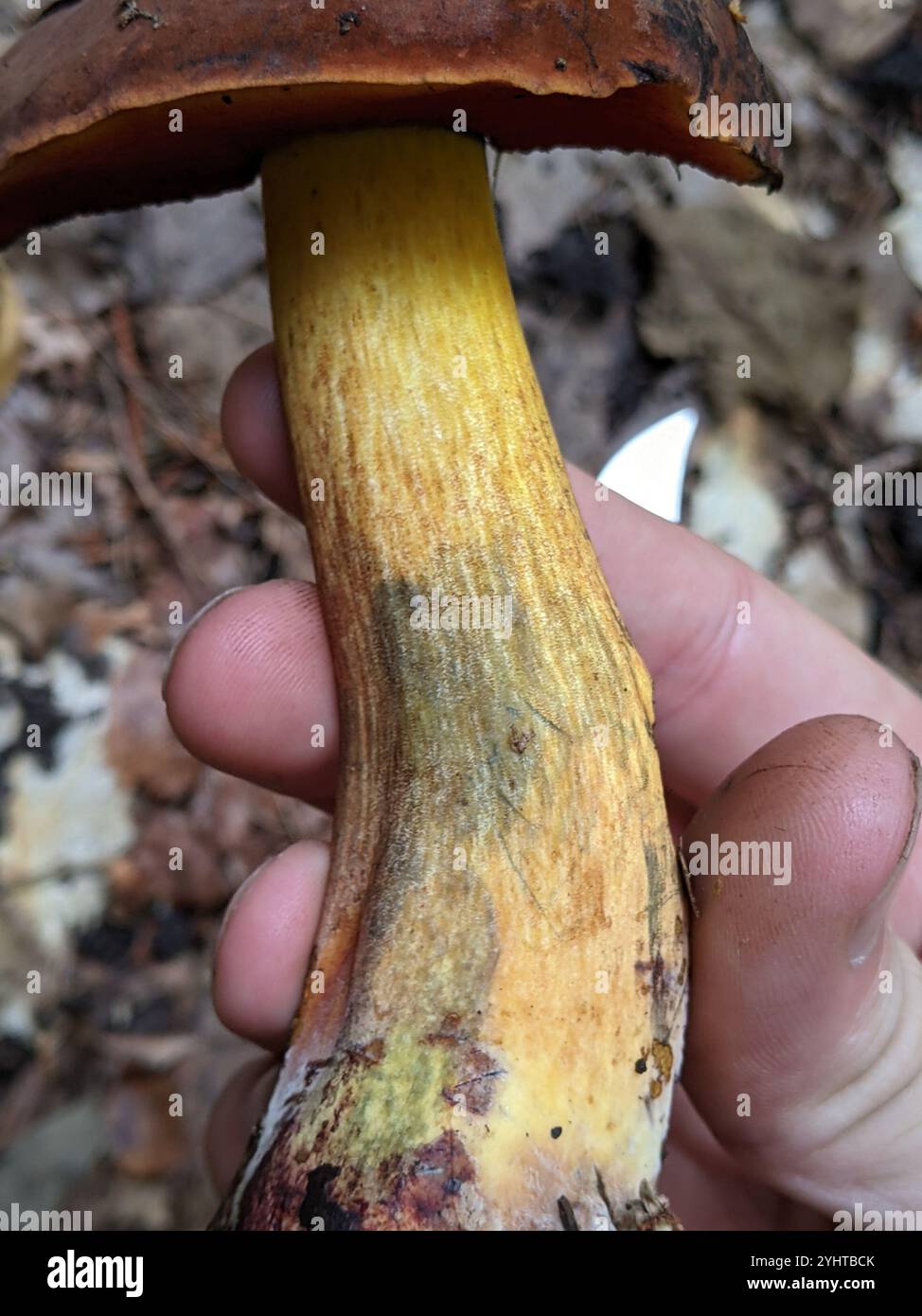 Red-mouth Bolete (Neoboletus subvelutipes Stock Photo - Alamy