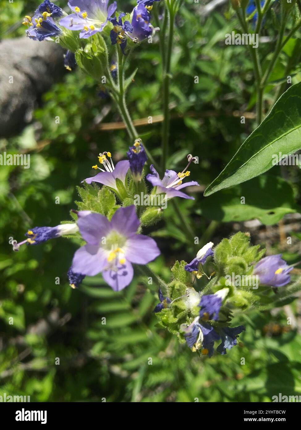 western Jacob's ladder (Polemonium occidentale Stock Photo - Alamy