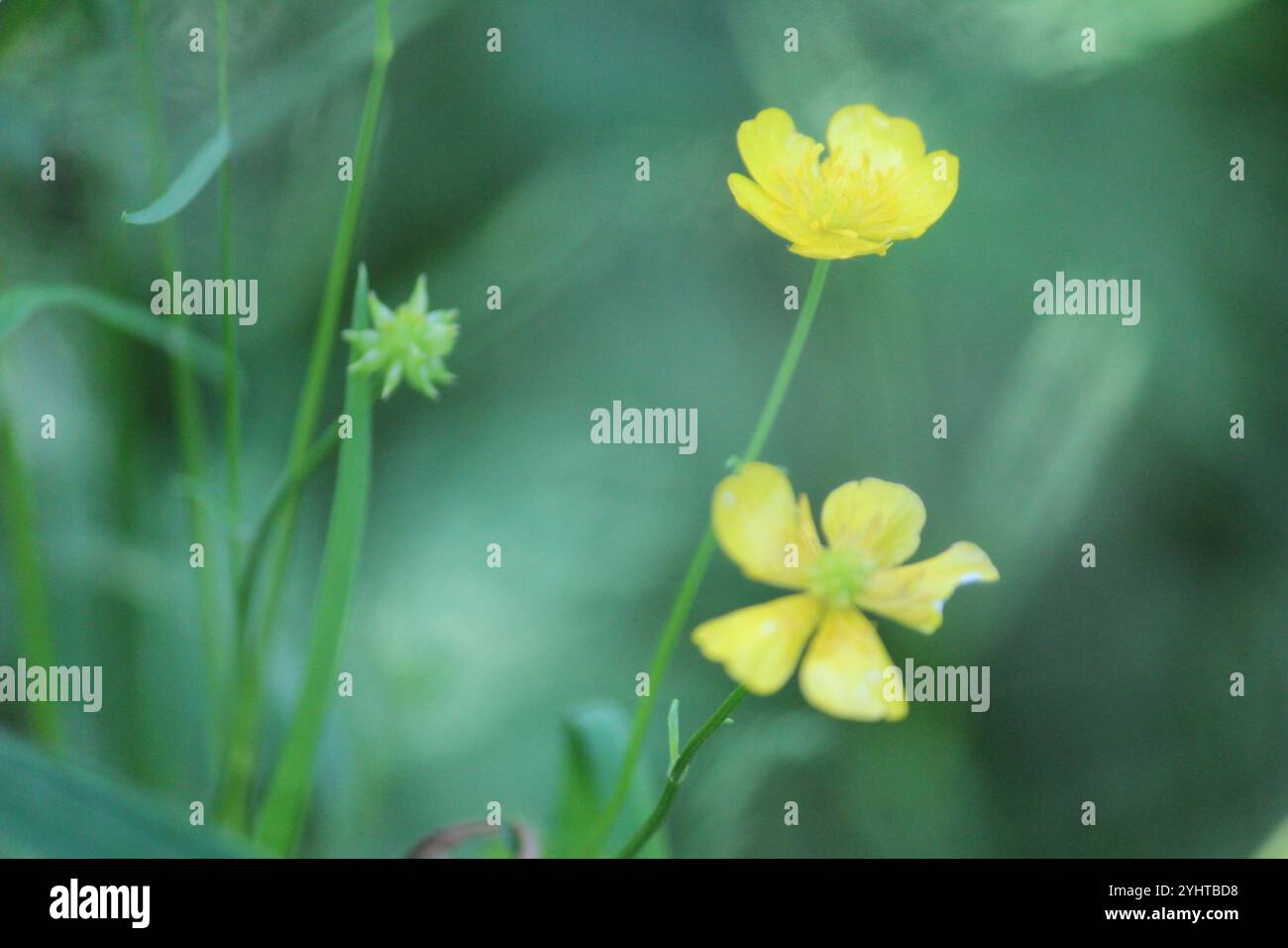 Multi-flowered Buttercup (Ranunculus polyanthemos Stock Photo - Alamy