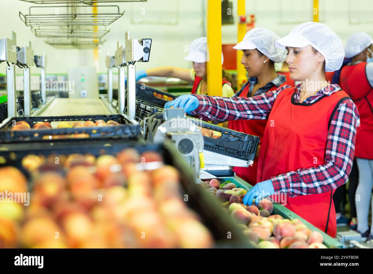 Focused woman working on fruit sorting line at warehouse Stock Photo ...