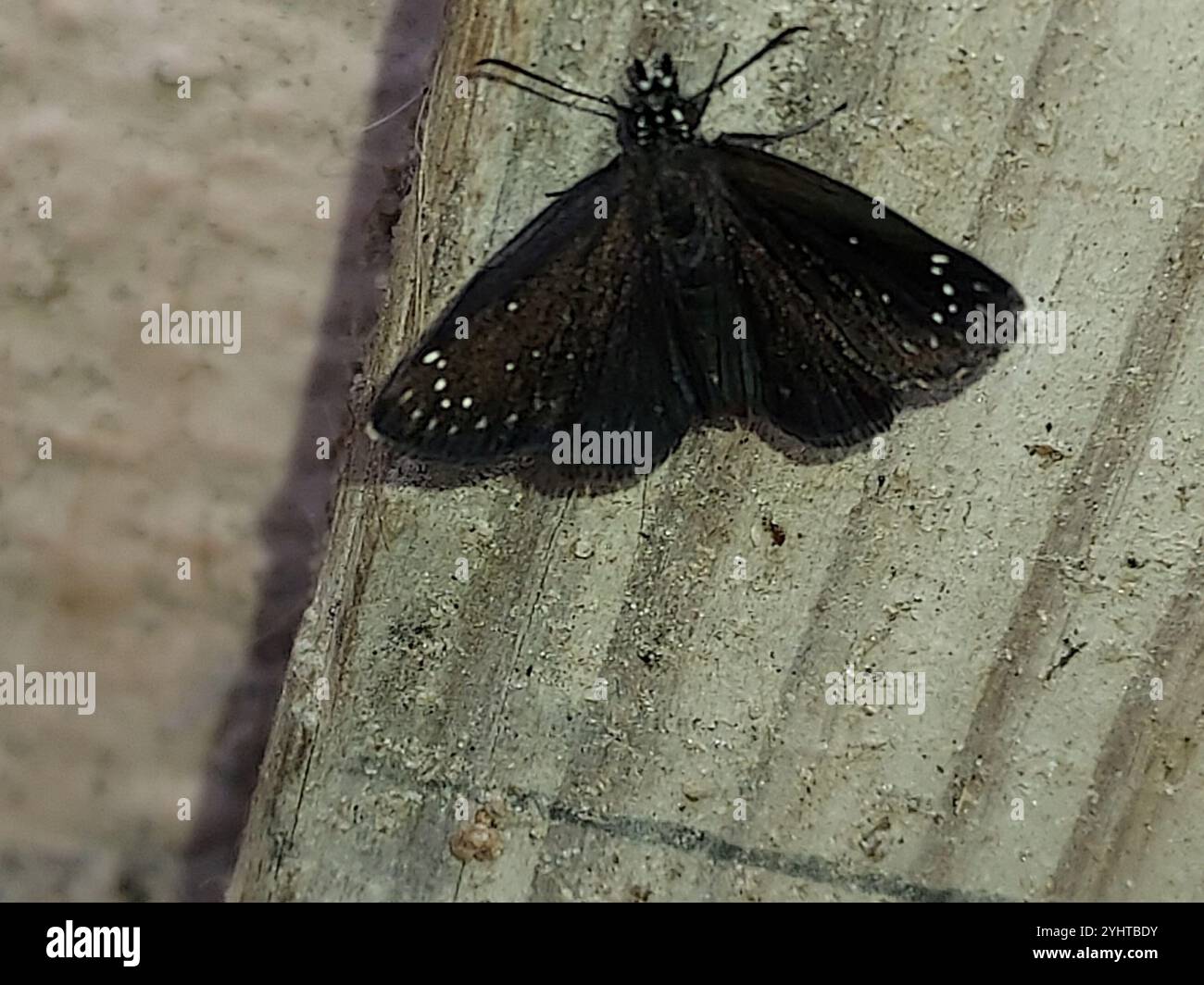 Common Sootywing (Pholisora catullus Stock Photo - Alamy
