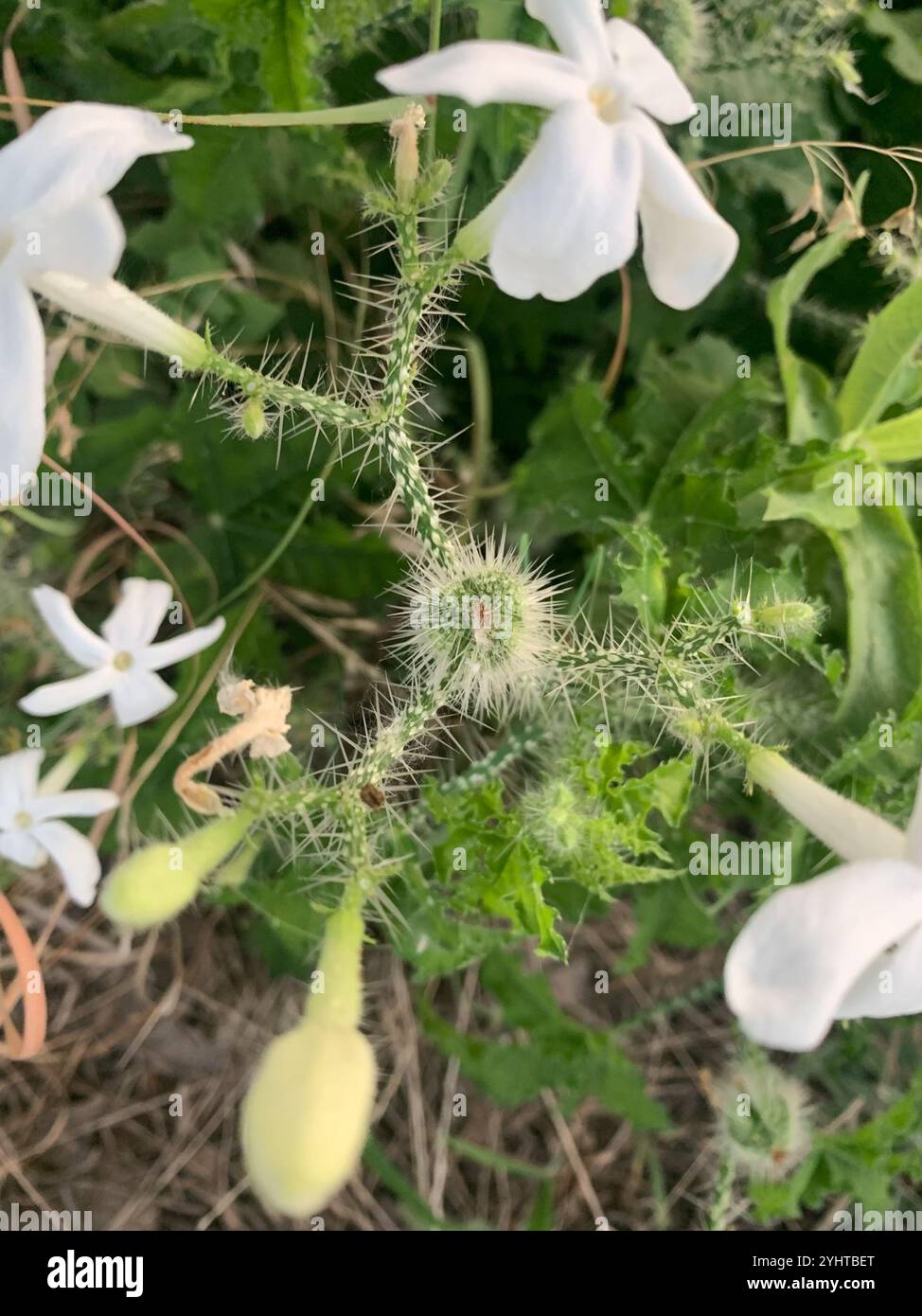 Texas Bull Nettle (Cnidoscolus texanus Stock Photo - Alamy
