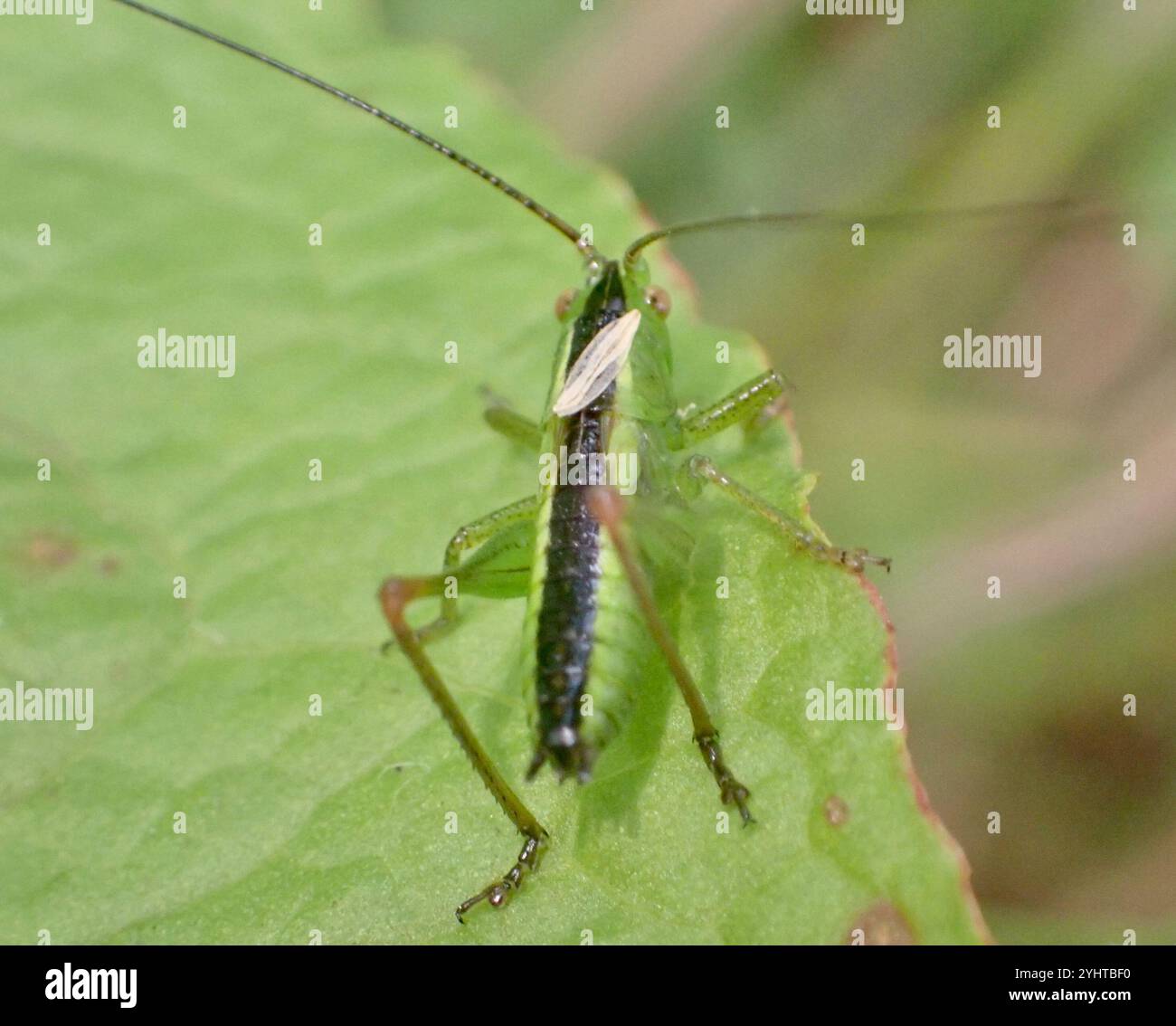 Lesser meadow katydids hi-res stock photography and images - Alamy