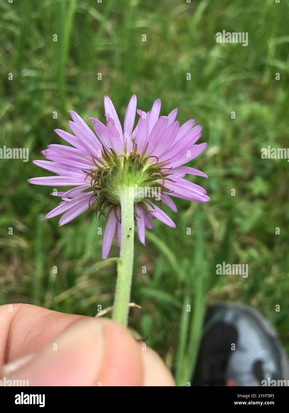 Subalpine Fleabane (Erigeron glacialis Stock Photo - Alamy