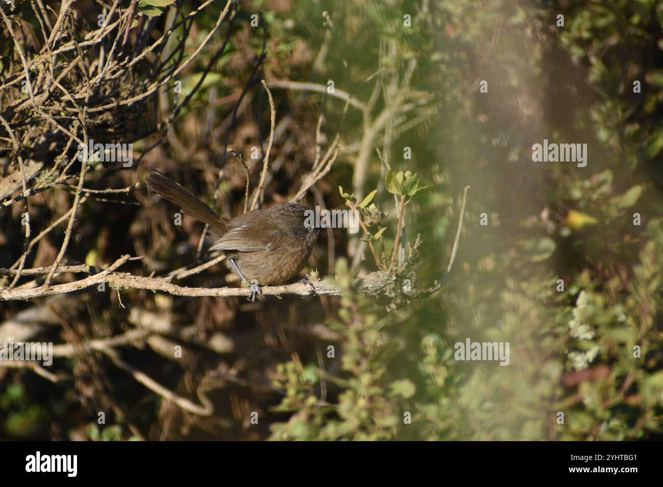 Wrentit (Chamaea fasciata Stock Photo - Alamy