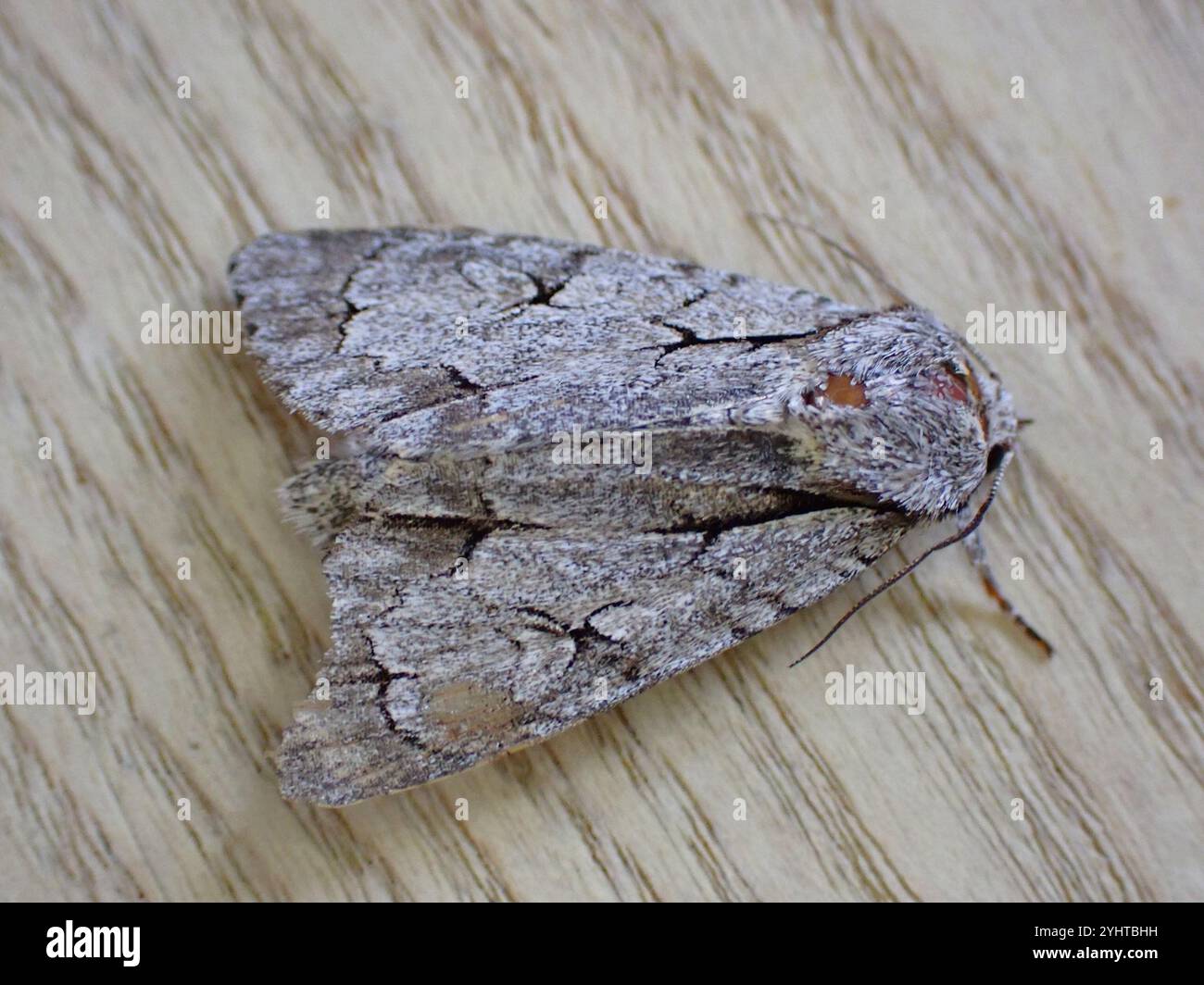 Dagger Moths (Acronicta Stock Photo - Alamy