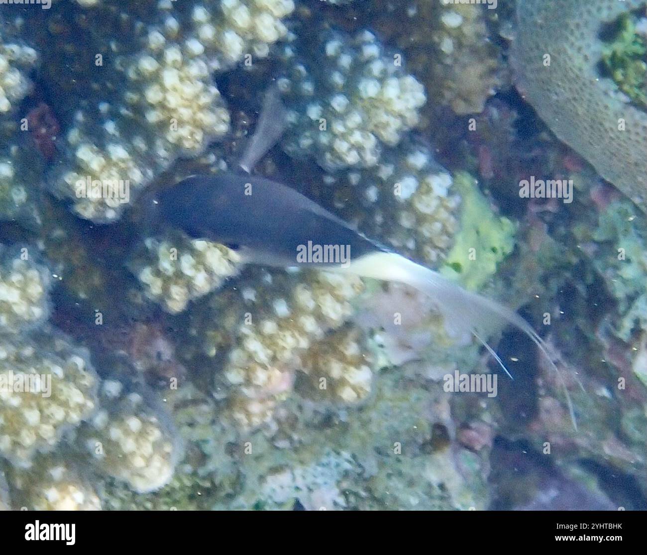 Chromis dimidiatus hi-res stock photography and images - Alamy