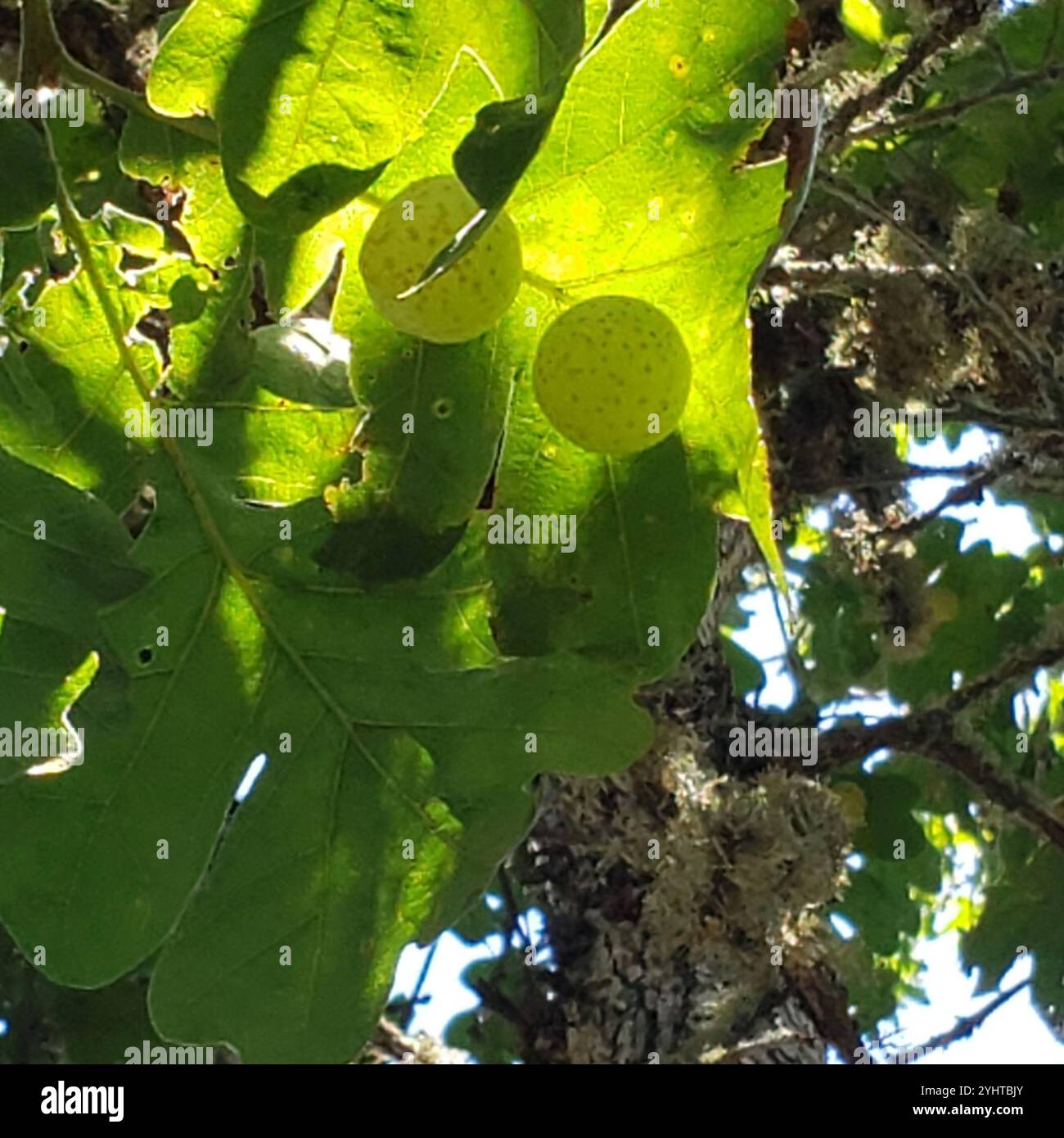 Oregon oak (Quercus garryana Stock Photo - Alamy