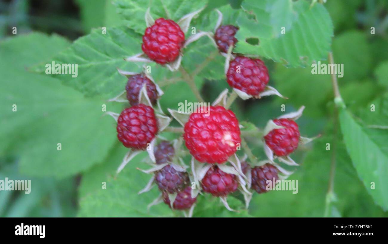 black raspberry (Rubus occidentalis Stock Photo - Alamy