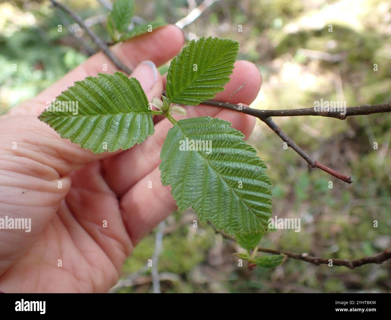 Red Alder (Alnus rubra Stock Photo - Alamy