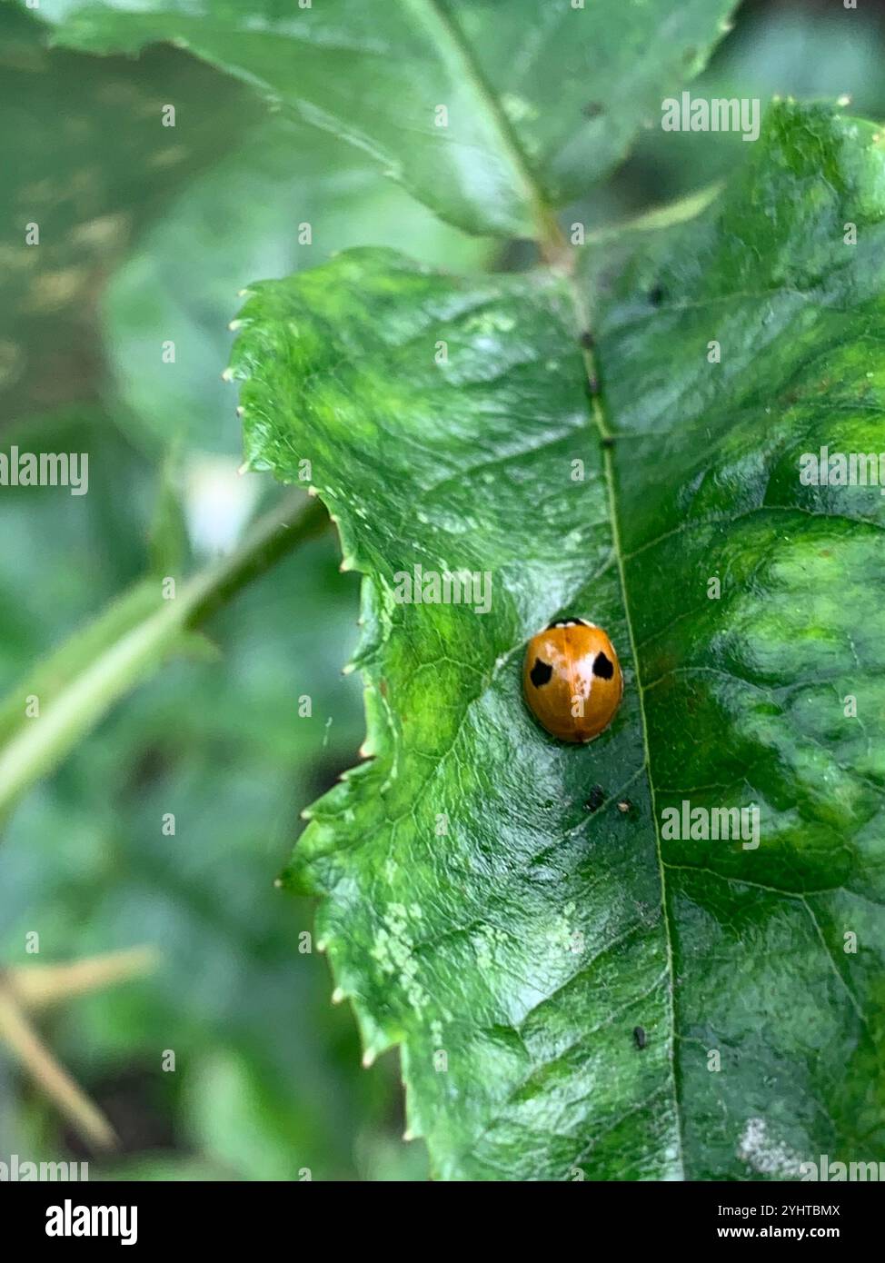 Two-spotted Lady Beetle (Adalia bipunctata Stock Photo - Alamy