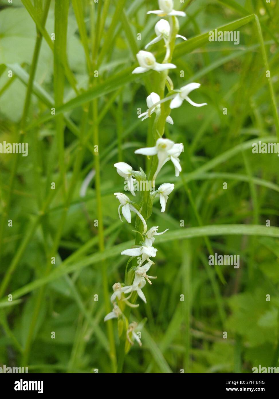 white bog orchid (Platanthera dilatata Stock Photo - Alamy
