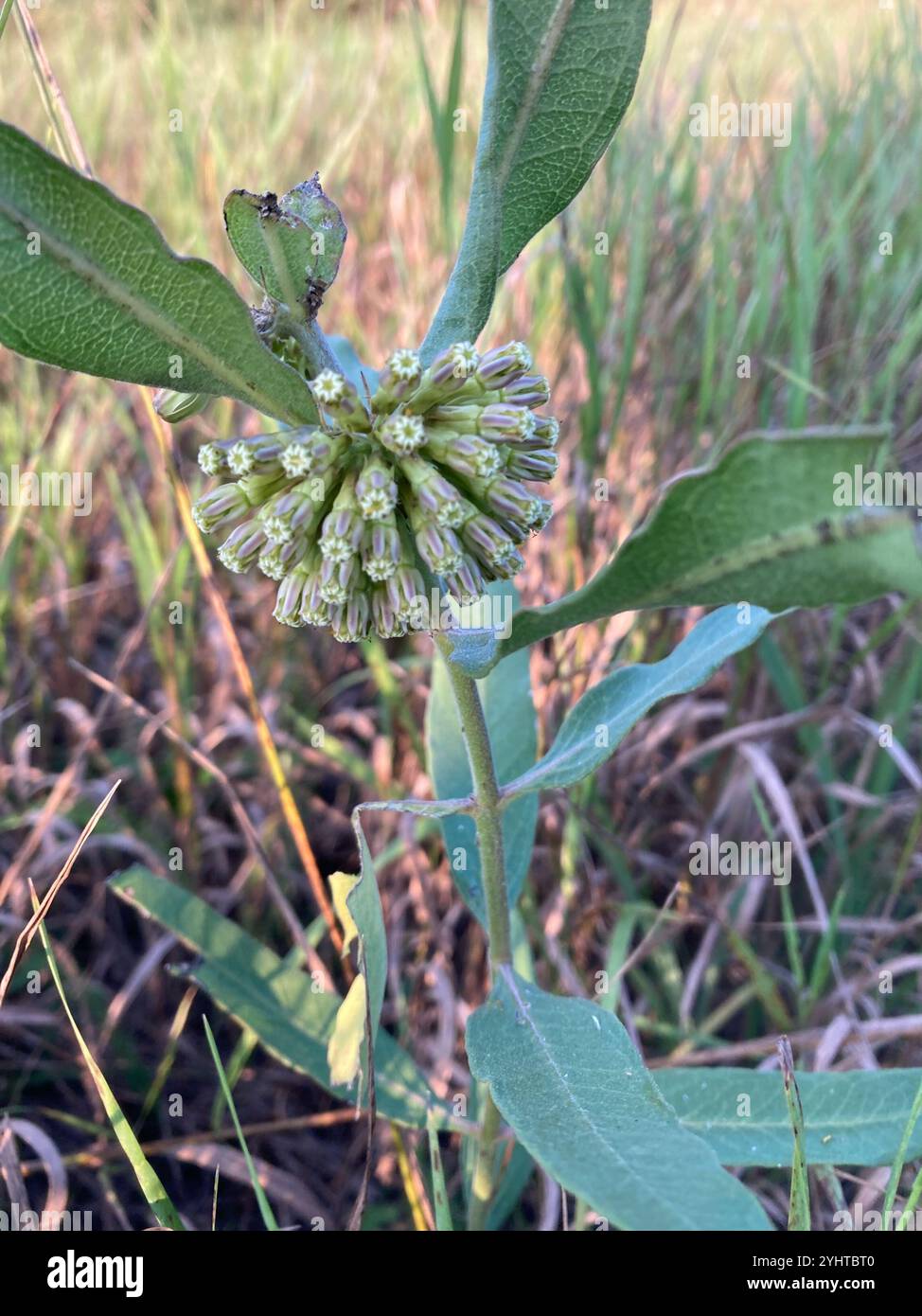 green comet milkweed (Asclepias viridiflora Stock Photo - Alamy