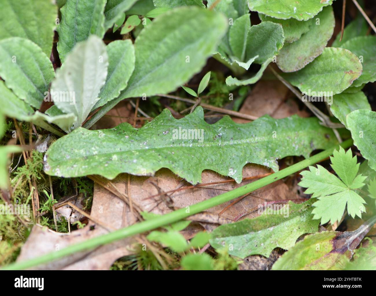 Common Cat's-ear (Hypochaeris radicata Stock Photo - Alamy